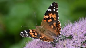Where Do Butterflies Get Their Color From? | All You Need to Know ...