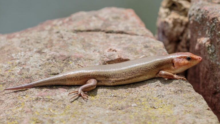 17 Most Common Lizards in Florida | All You Need to Know! - EXOtella