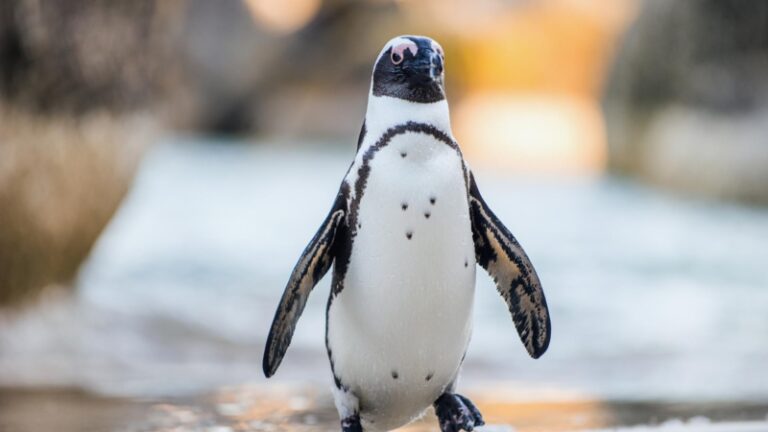 Do Penguins Have Teeth? | Helpful Hints - EXOtella