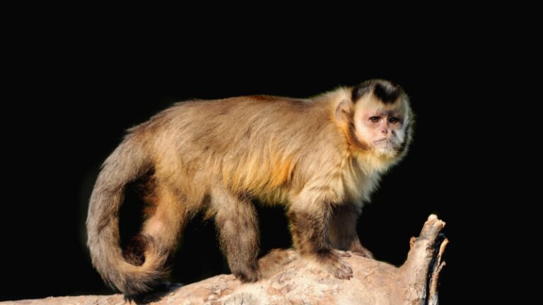 16 Cute Small Monkey Breeds | Can They Be Pets? - EXOtella