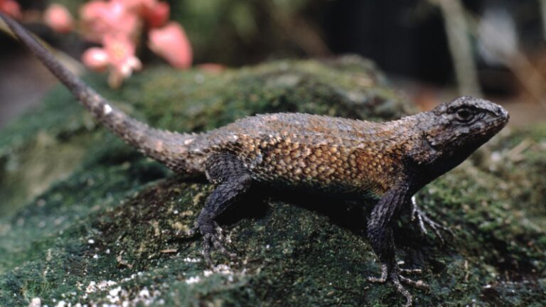 17 Most Common Lizards in Florida | All You Need to Know! - EXOtella