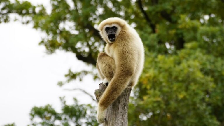 16 Cute Small Monkey Breeds | Can They Be Pets? - EXOtella