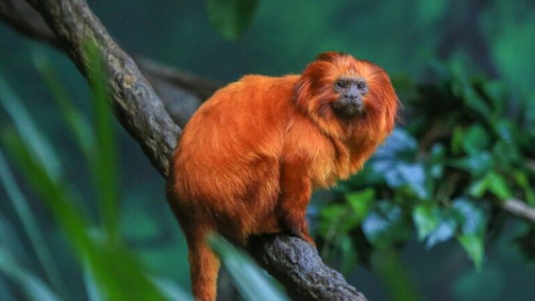 16 Cute Small Monkey Breeds | Can They Be Pets? - EXOtella