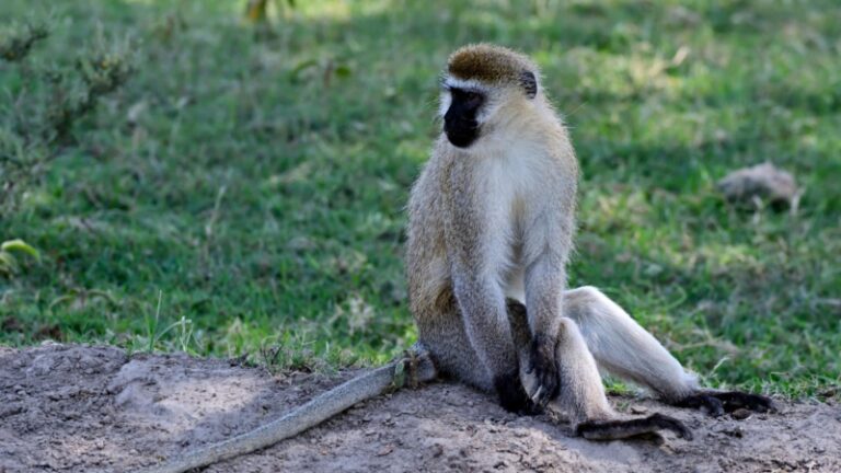 16 Cute Small Monkey Breeds | Can They Be Pets? - EXOtella