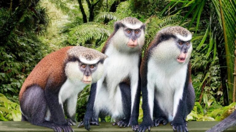 16 Cute Small Monkey Breeds | Can They Be Pets? - EXOtella