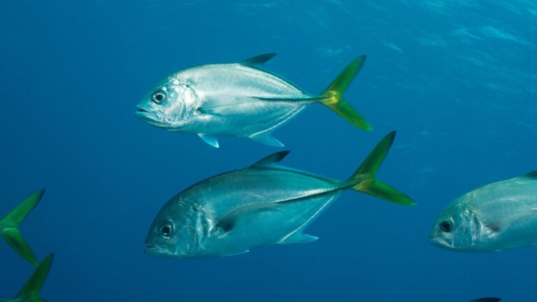 15 Fish With Big Eyes | All You Need to Know! - EXOtella