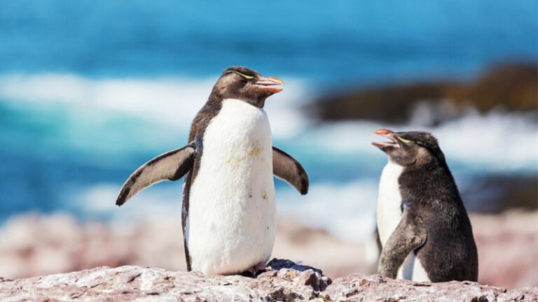 Do Penguins Have Teeth? | Helpful Hints - EXOtella