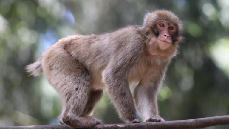16 Cute Small Monkey Breeds | Can They Be Pets? - EXOtella