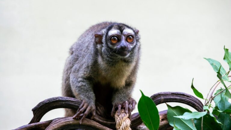 16 Cute Small Monkey Breeds | Can They Be Pets? - EXOtella