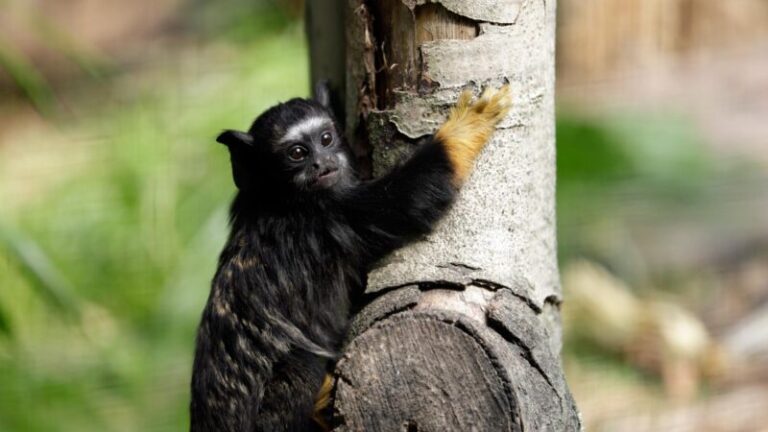 16 Cute Small Monkey Breeds | Can They Be Pets? - EXOtella