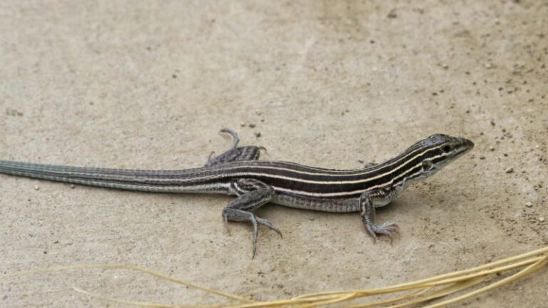 17 Most Common Lizards in Florida | All You Need to Know! - EXOtella