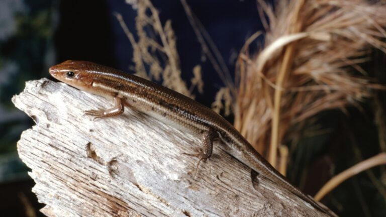 17 Most Common Lizards in Florida | All You Need to Know! - EXOtella