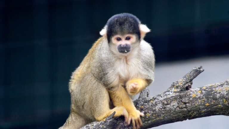 16 Cute Small Monkey Breeds | Can They Be Pets? - EXOtella