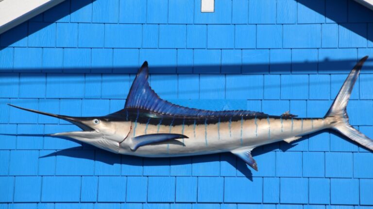 15 Fish With Big Eyes | All You Need to Know! - EXOtella