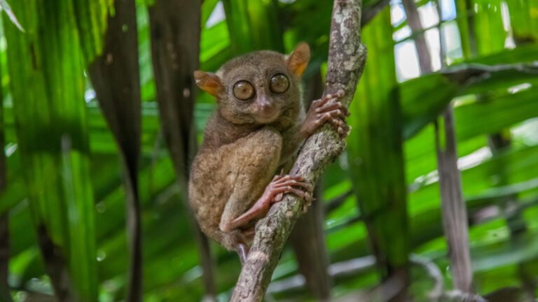 16 Cute Small Monkey Breeds | Can They Be Pets? - EXOtella