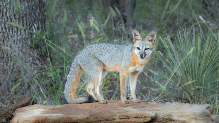 Can Foxes Climb Trees? | Information and Facts - EXOtella