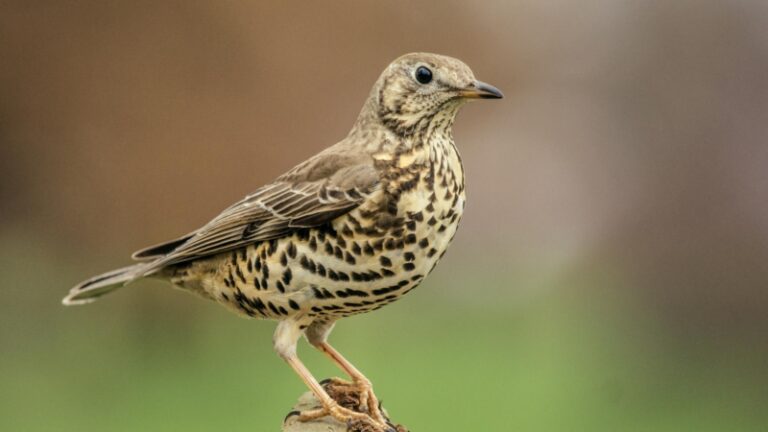 22 Birds With Yellow Beaks | The Ultimate Guide - EXOtella