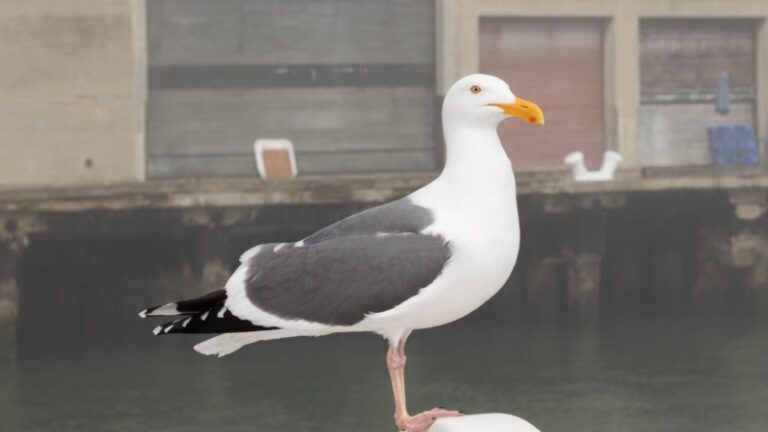 22 Birds With Yellow Beaks | The Ultimate Guide - EXOtella