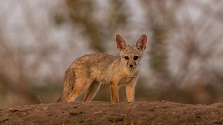Where Do Foxes Live? | Habitat and Facts! - EXOtella
