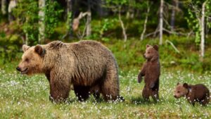 15 Animals That Walk on Two Legs | Check for Photos! - EXOtella