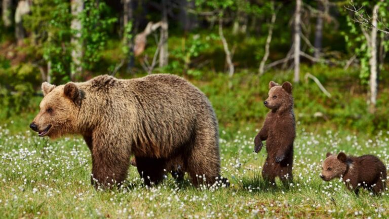 15 Animals That Walk on Two Legs | Check for Photos! - EXOtella