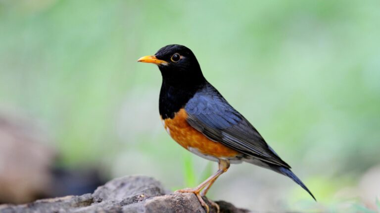 22 Birds With Yellow Beaks | The Ultimate Guide - EXOtella