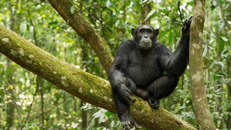 15 Animals That Walk on Two Legs | Check for Photos! - EXOtella