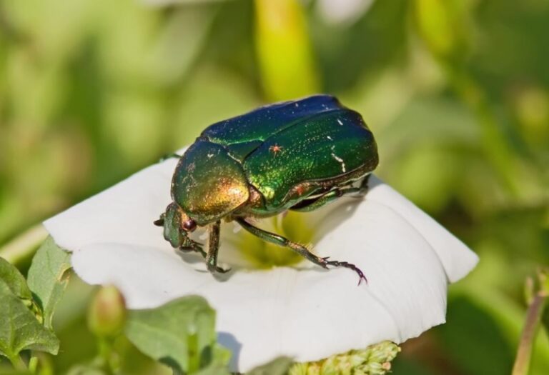 Do June Bugs Bite? | Important Facts! - EXOtella