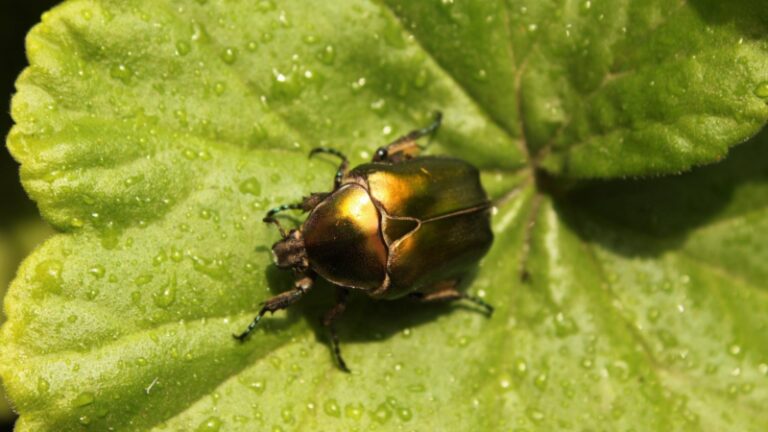 Do June Bugs Bite? | Important Facts! - EXOtella