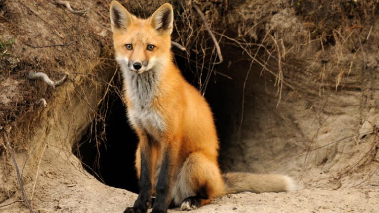 What Does a Fox Poop Look Like? | Information and Guide - EXOtella