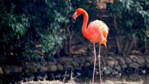 15 Animals That Walk on Two Legs | Check for Photos! - EXOtella