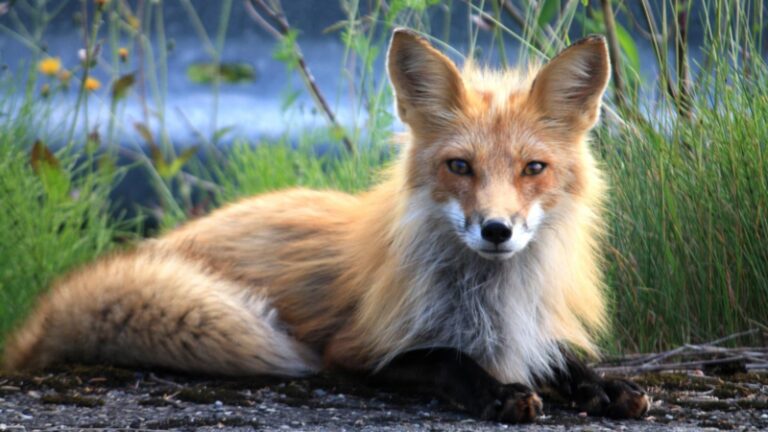 What Does a Fox Poop Look Like? | Information and Guide - EXOtella