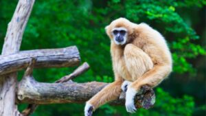 15 Animals That Walk on Two Legs | Check for Photos! - EXOtella