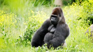 15 Animals That Walk on Two Legs | Check for Photos! - EXOtella