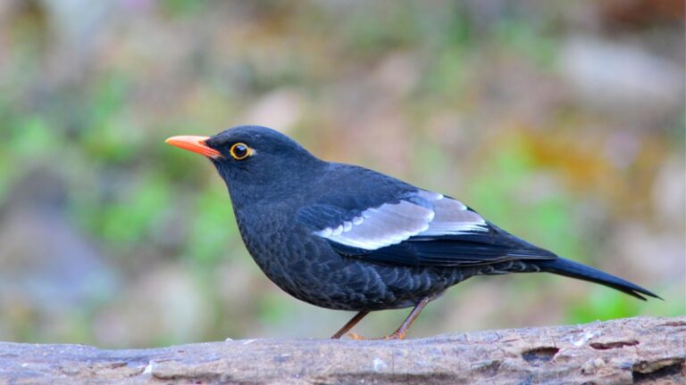 22 Birds With Yellow Beaks | The Ultimate Guide - EXOtella