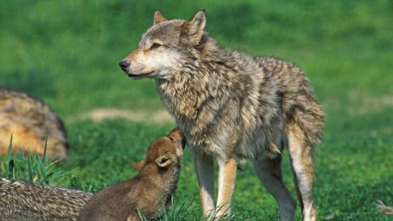 What Are Baby Wolves Called? | Are They Pups or Cubs? - EXOtella