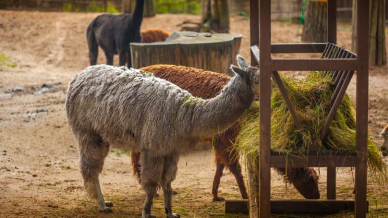 What Is Llamas’ Favorite Food? | Llamas Diet - EXOtella