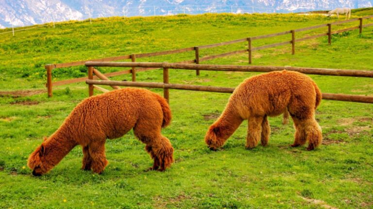 What Is Llamas’ Favorite Food? | Llamas Diet - EXOtella