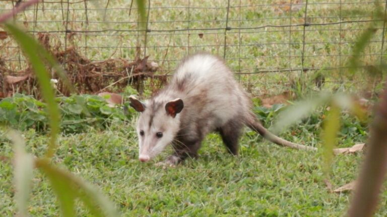 What Does Possum Poop Look Like? | Information and Guide - EXOtella