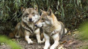 What Is a Beta Wolf? | Their Role in Pack - EXOtella