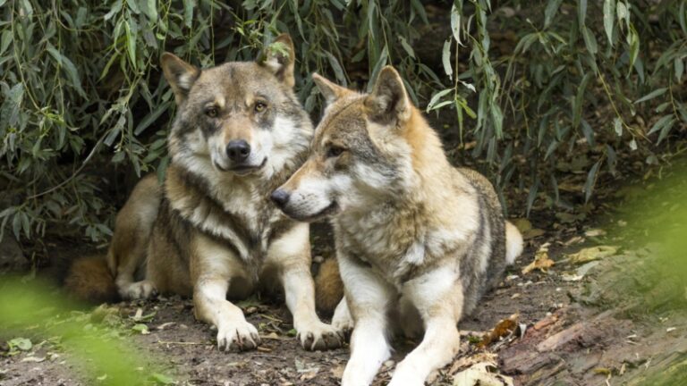 What Is a Beta Wolf? | Their Role in Pack - EXOtella