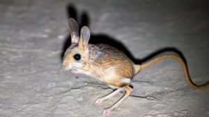 15 Animals That Walk on Two Legs | Check for Photos! - EXOtella