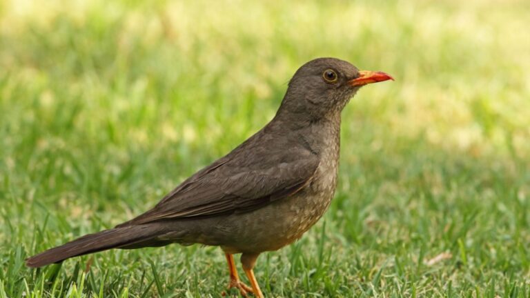 22 Birds With Yellow Beaks | The Ultimate Guide - EXOtella