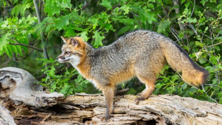 Where Do Foxes Live? | Habitat and Facts! - EXOtella