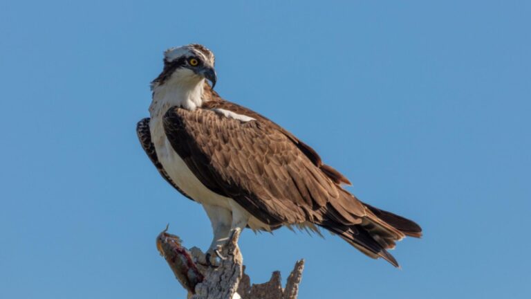 17 Birds of Prey Found in Pennsylvania | Check for Photos! - EXOtella