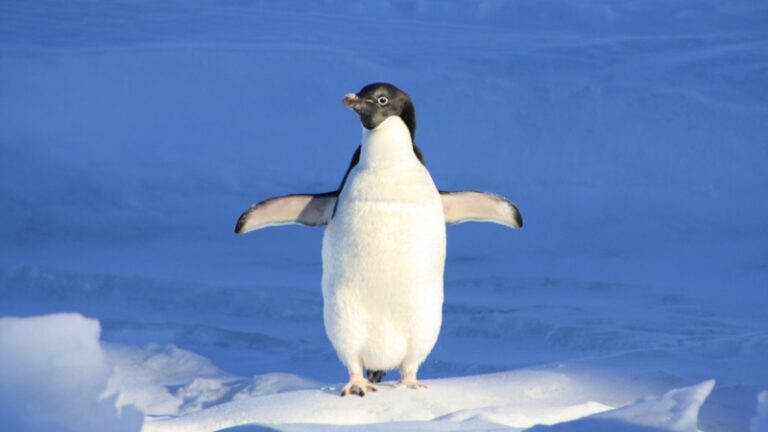 15 Animals That Walk on Two Legs | Check for Photos! - EXOtella