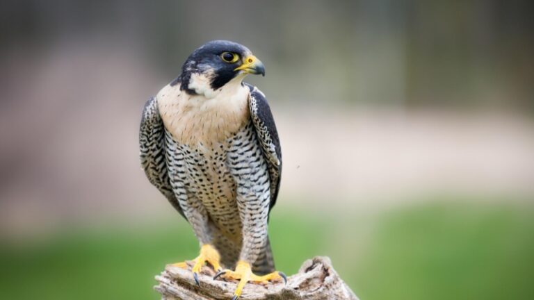 17 Birds of Prey Found in Pennsylvania | Check for Photos! - EXOtella