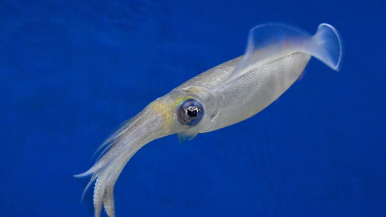 7 Awesome Animals With Multiple Hearts | With Photos - EXOtella