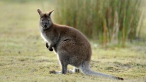 15 Animals That Walk on Two Legs | Check for Photos! - EXOtella