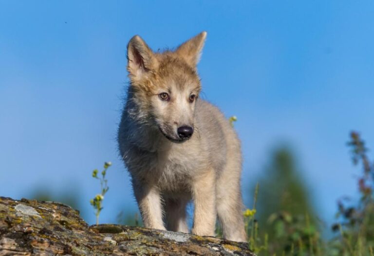 What Are Baby Wolves Called? | Are They Pups or Cubs? - EXOtella